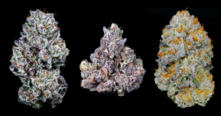 Jason Pinsky's 12 Cannabis Strains You Need To Know