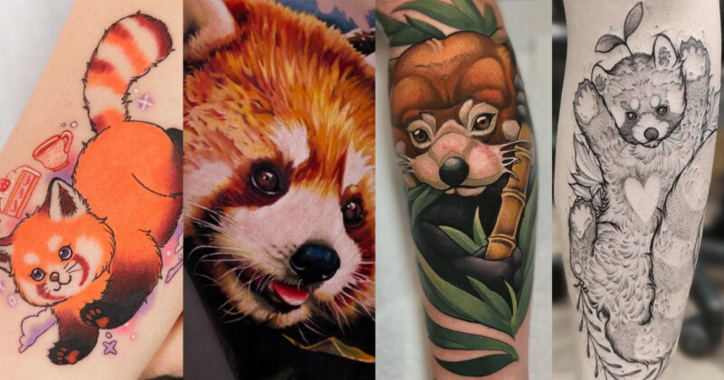 Adorable Red Panda Tattoos